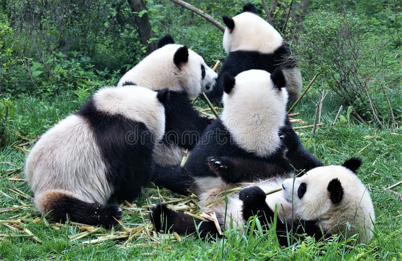 Panda Living in China Sichuan Conservatory Stock Photo - Image of baby ...