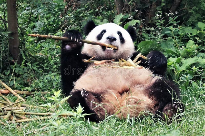 Panda Living in China Sichuan Conservatory Stock Photo - Image of ...