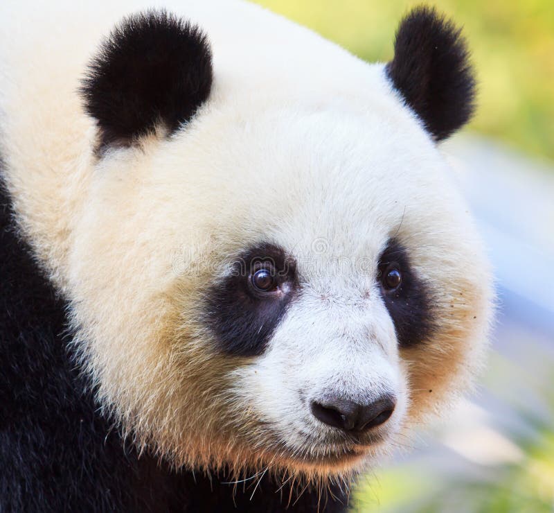 Panda stock image. Image of grass, jungle, forest, panda - 34726255