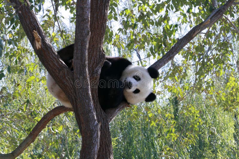 Panda stock photo. Image of tree, branch, city, white - 36291524