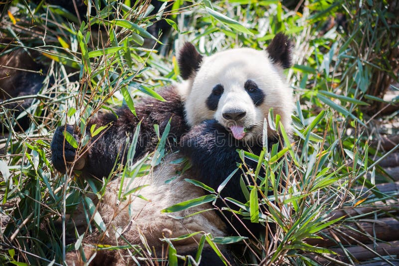 Panda Lying Down in Grass and Showing is Tongue Stock Image - Image of ...