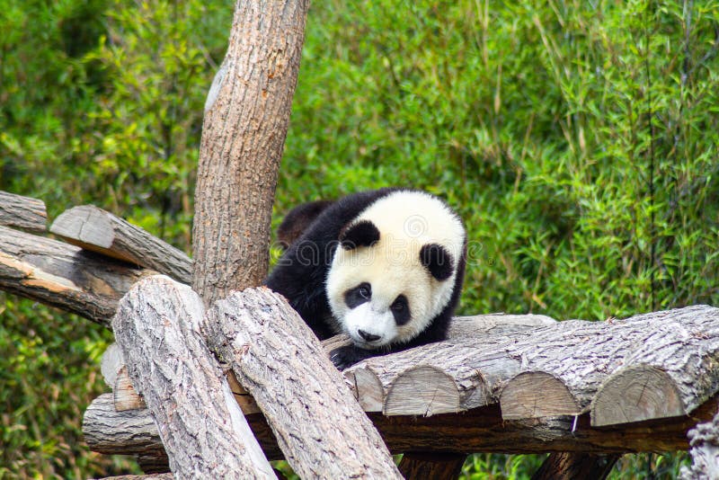 Panda lying stock photo. Image of wild, bamboo, nature - 194848542
