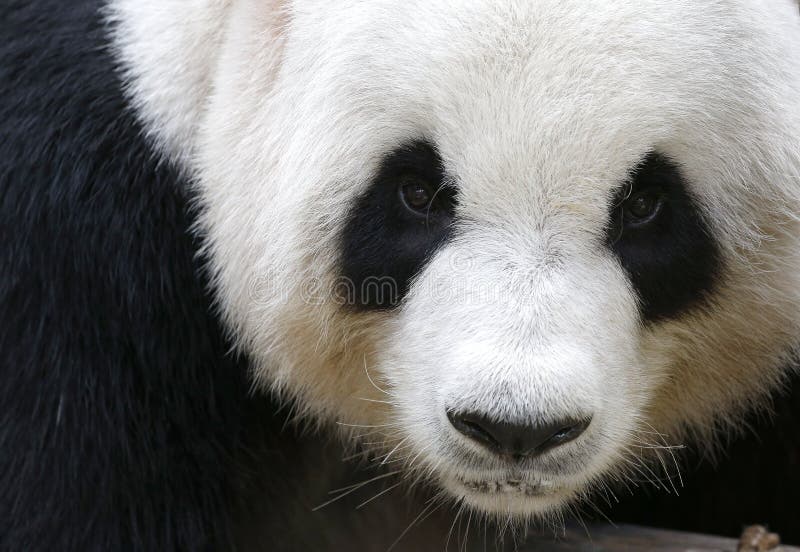 Panda stock photo. Image of colorful, snout, wild, tropic - 87483514