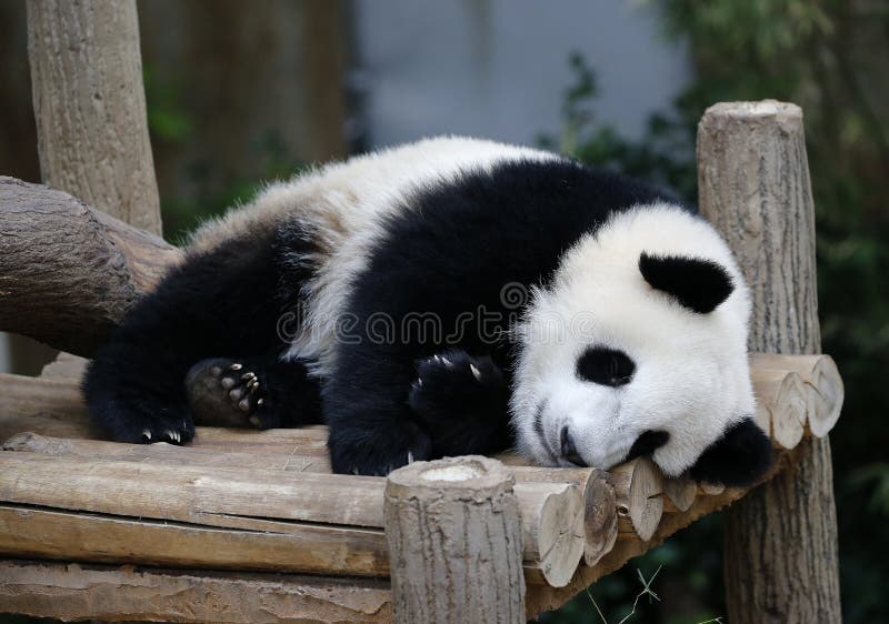 Panda stock image. Image of fauna, wild, bear, snout - 87483693