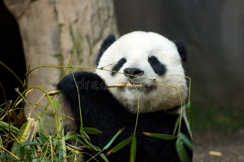 Panda mangeant le bambou image stock. Image du mignon - 3707577