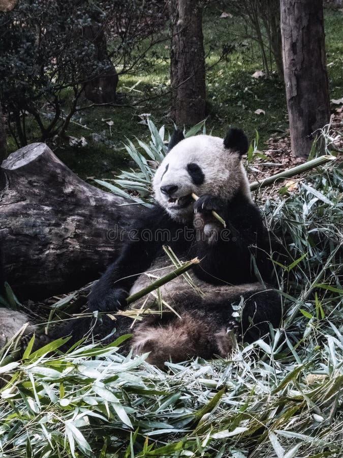 Το γιγαντιαίο Panda αντέχει το μπαμπού Στοκ Εικόνες - εικόνα από ...