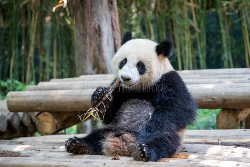 Panda Mignon Assis Sur Le Banc En Mangeant Une Plante Photo stock ...