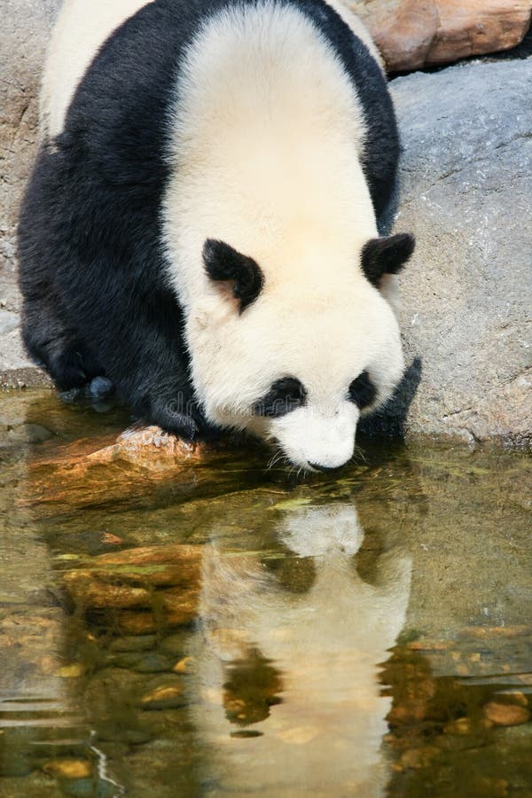 Giant Panda Drinking Water China Stock Photos - Free & Royalty-Free ...