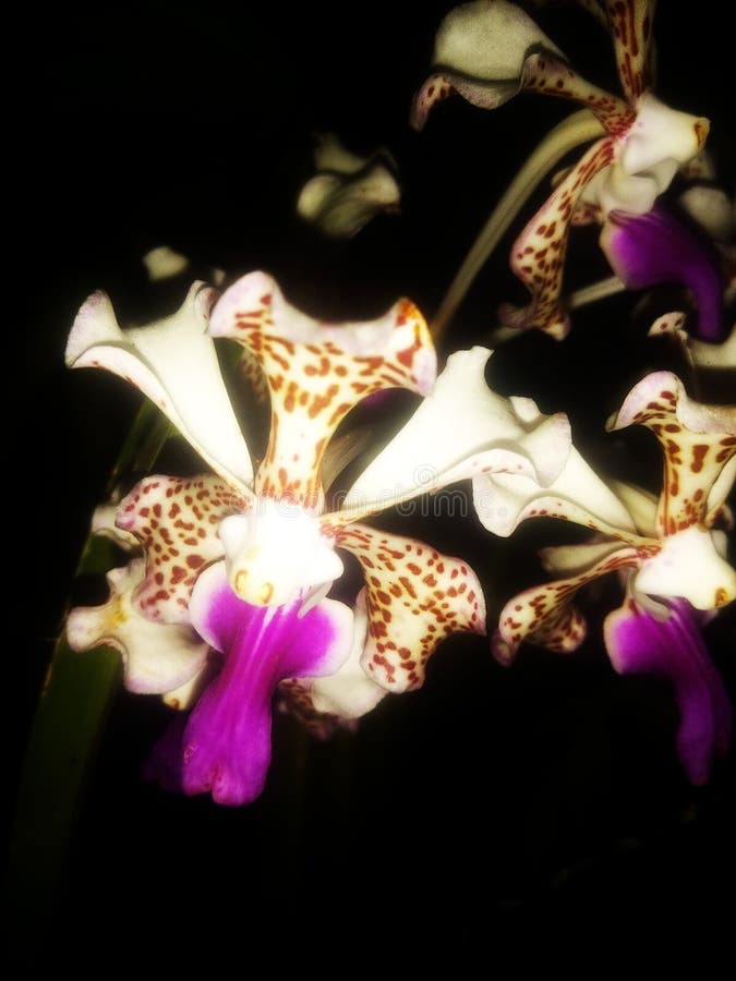 Panda Orchid Flower Photo at Night Stock Image - Image of night, flower ...
