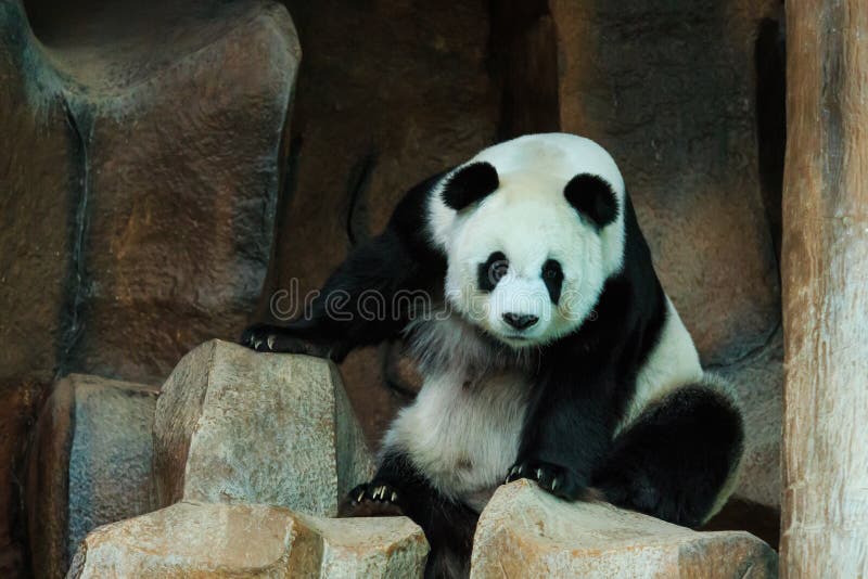 Panda, orso di panda fotografia stock. Immagine di isolato - 76313994