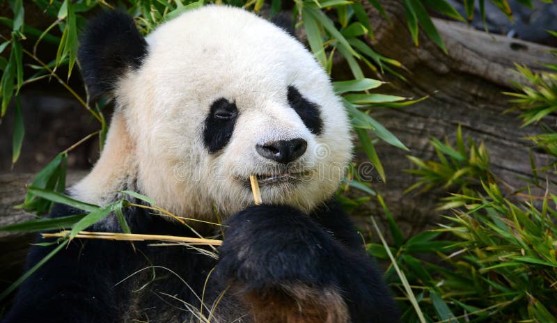 Panda Picks Stock Photos - Free & Royalty-Free Stock Photos from Dreamstime