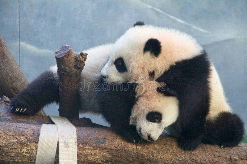 Panda Play stock image. Image of panda, twins, snout - 105907507