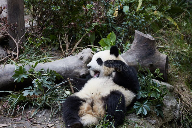 Panda playing on ground stock image. Image of ground - 160683061