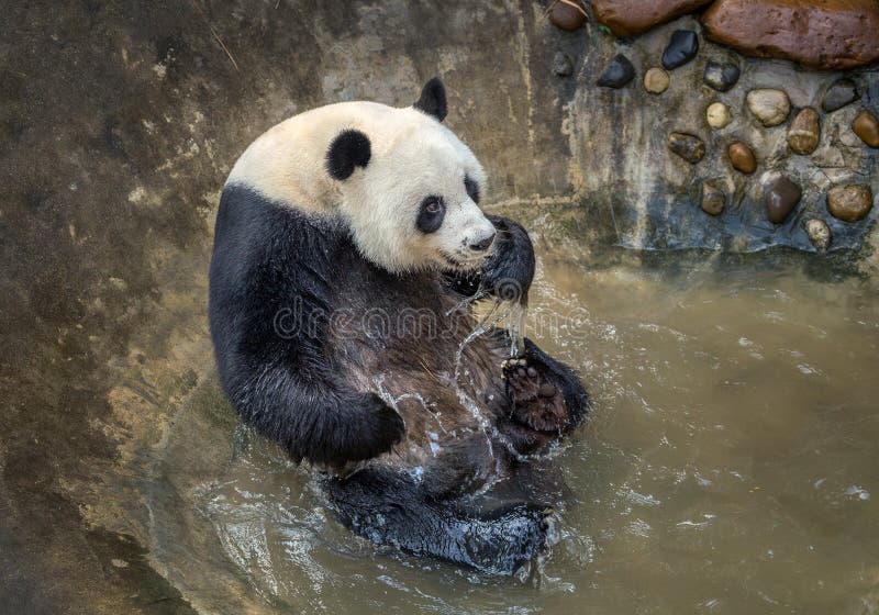 Red Panda at the Water Hole Drinking Water Stock Photo - Image of frame ...