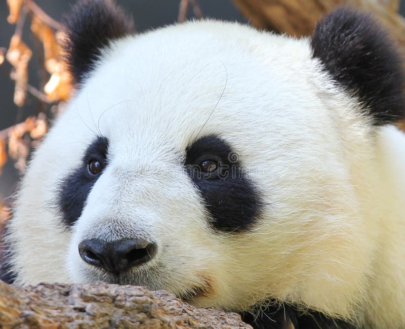 California beach sunset stock image. Image of scenic - 32475911