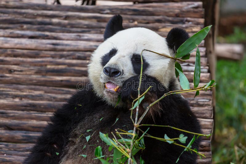 Panda stock image. Image of pretty, asian, nature, park - 88962933