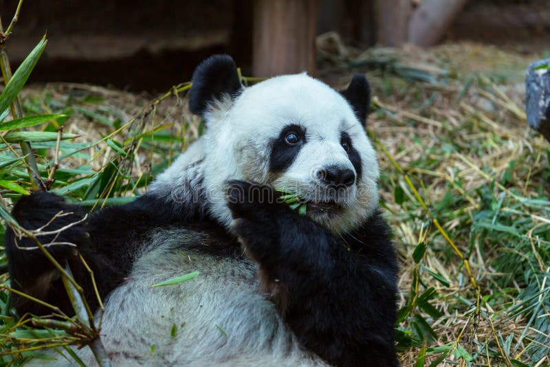 Panda stock photo. Image of chinese, panda, beast, bear - 89042818