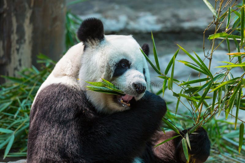 Panda stock image. Image of wild, pretty, portrait, bear - 89623659
