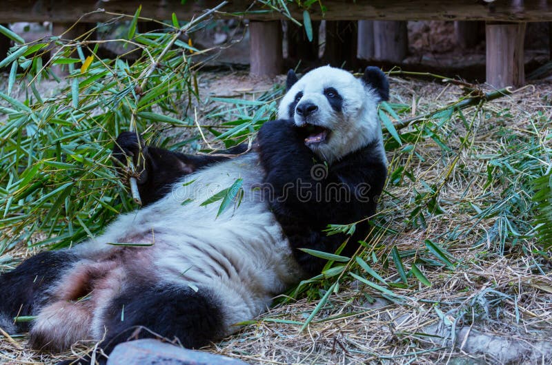 Panda stock photo. Image of bear, chinese, pretty, rare - 89731810
