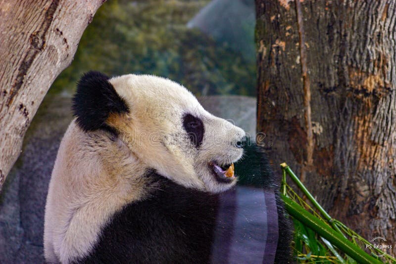 Panda in Profile stock image. Image of head, white, doodle - 137866049