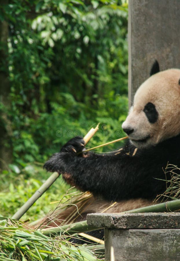 Panda in Protection and Research Base of Yaan,bifengxia,china Stock ...