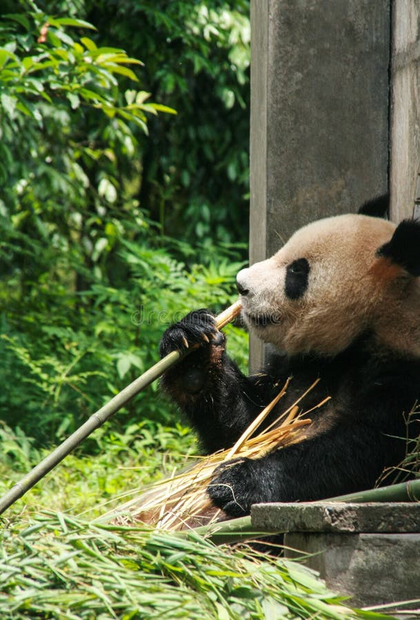 Panda in Protection and Research Base of Yaan,bifengxia,china Stock ...