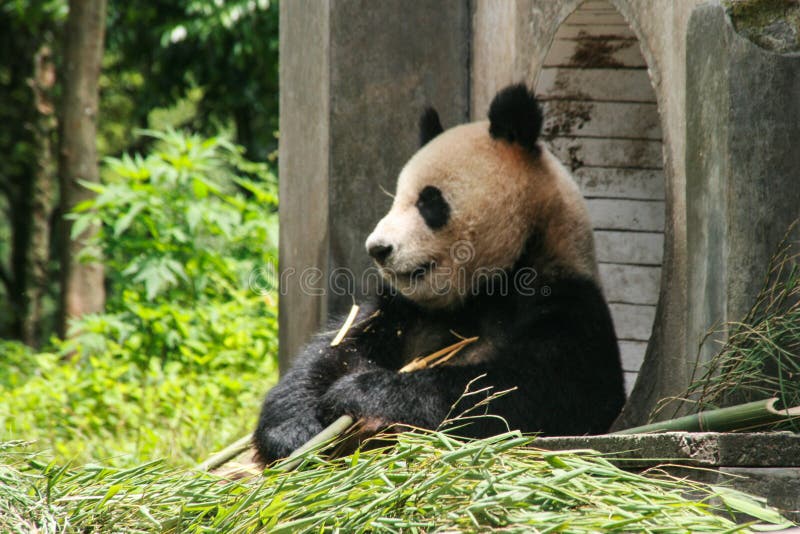 Panda in Protection and Research Base of Yaan,bifengxia,china Stock ...