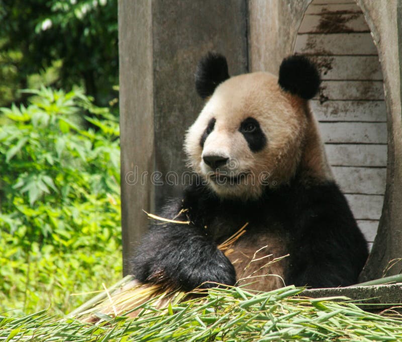 Panda in Protection and Research Base of Yaan,bifengxia,china Stock ...