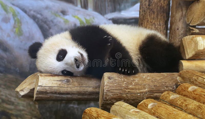 Czerwona Panda W Toronto Zoo Ontario Kanada Zdjęcie Stock - Obraz ...