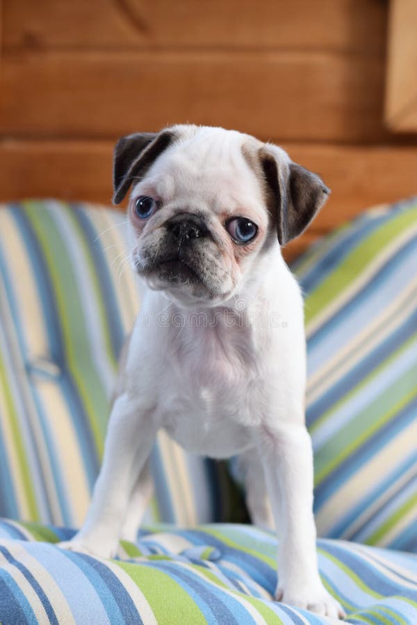 Panda pug puppy portrait stock photo. Image of baby - 230020532