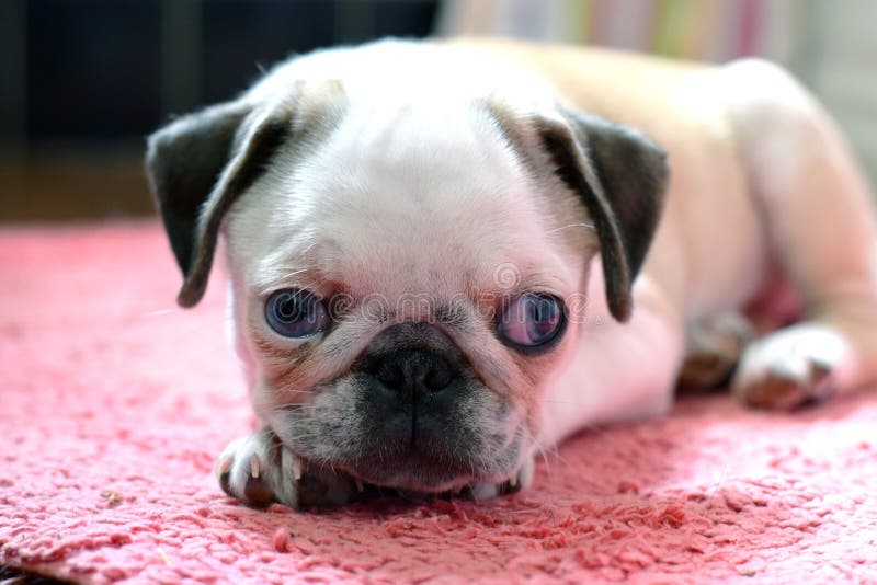 Panda pug puppy portrait stock photo. Image of baby - 230020532