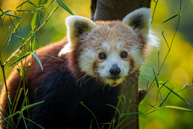 Panda Red Portrait in Nature Stock Image - Image of brown, tree: 191314619
