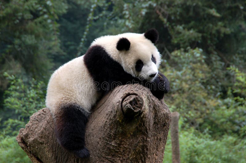 Panda Relaxed immagine stock. Immagine di conserva, animale - 6218371