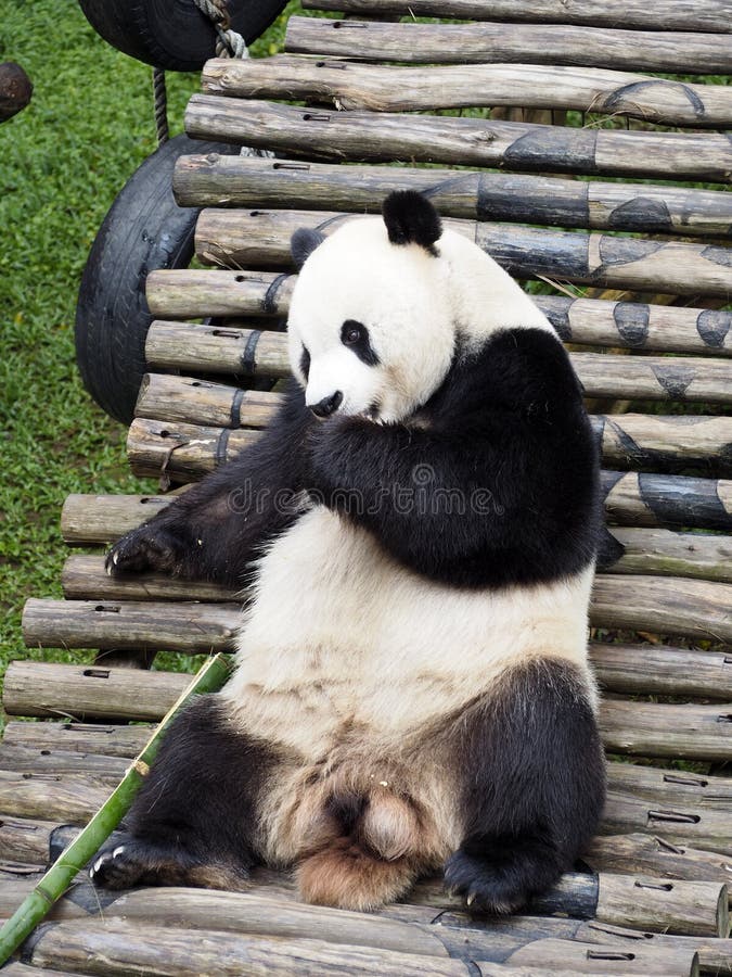Panda Relaxing in Panda Palace Indonesia Safari Park Stock Photo ...