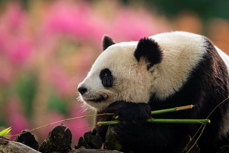 Panda is Resting on Trees in a Very Colorful Atmosphere Stock Image ...