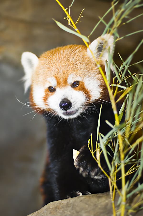 Retrato De Una Panda Roja, Fulgens Del Ailurus, Zorro Del Fuego Rodeado ...