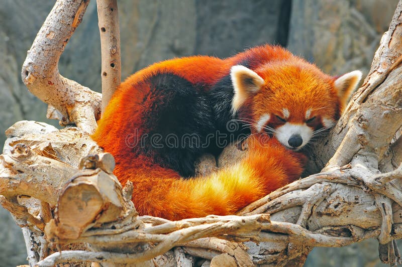 Panda Roja (fulgens Del Ailurus) Foto de archivo - Imagen de especie ...