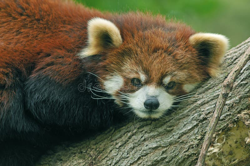 Panda Roja Joven O Gato Brillante, Fulgens Del Ailurus, 7 Meses Imagen ...