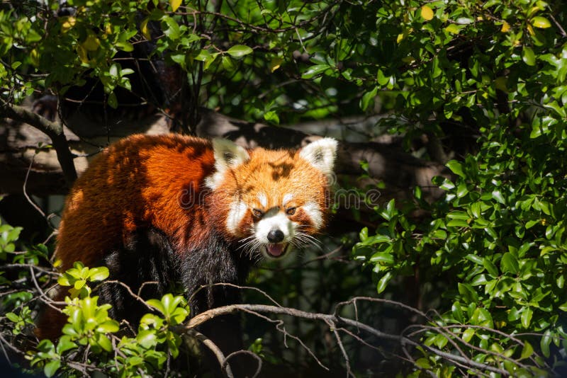Oso De Panda Enojado Fotos de stock - Fotos libres de regalías de ...
