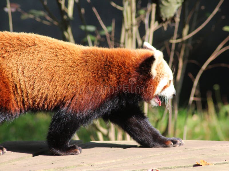 Panda Roja, Fulgens Del Ailurus Foto de archivo - Imagen de menos, raro ...