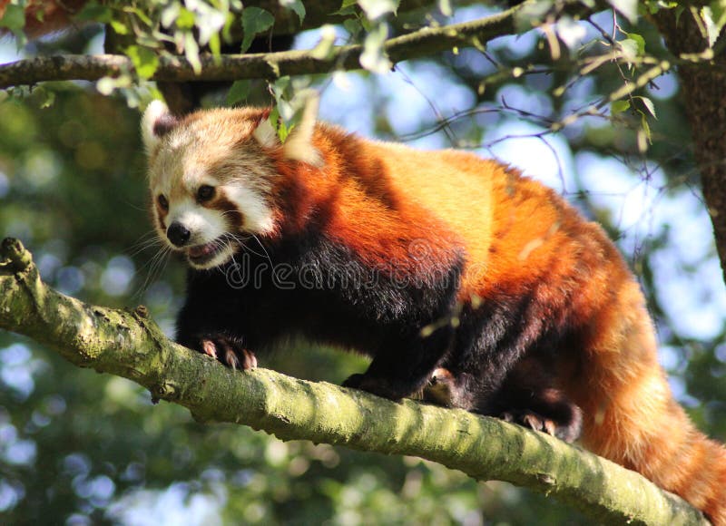 Panda Roja, Fulgens Del Ailurus Foto de archivo - Imagen de negro ...