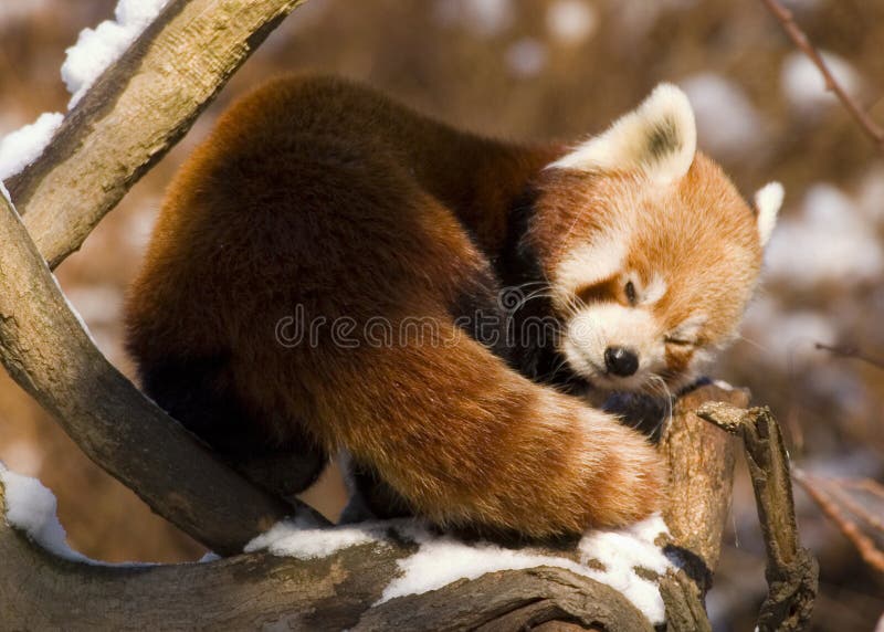 Panda Roja (fulgens Del Ailurus) Imagen de archivo - Imagen de rojo ...