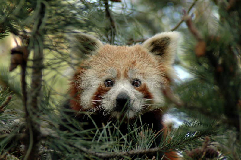 Panda Roja (fulgens Del Ailurus) Foto de archivo - Imagen de subida ...