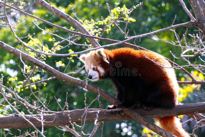 Panda Roja - Fulgens Del Ailurus Foto de archivo - Imagen de cola ...