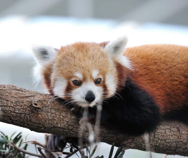 Panda Roja (fulgens Del Ailurus) Foto de archivo - Imagen de negro ...