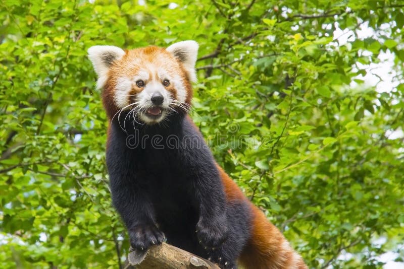 Panda Roja (fulgens Del Ailurus) Foto de archivo - Imagen de subida ...