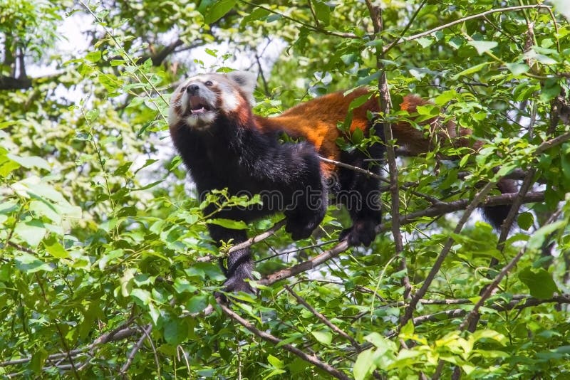 Panda Roja (fulgens Del Ailurus) Foto de archivo - Imagen de subida ...