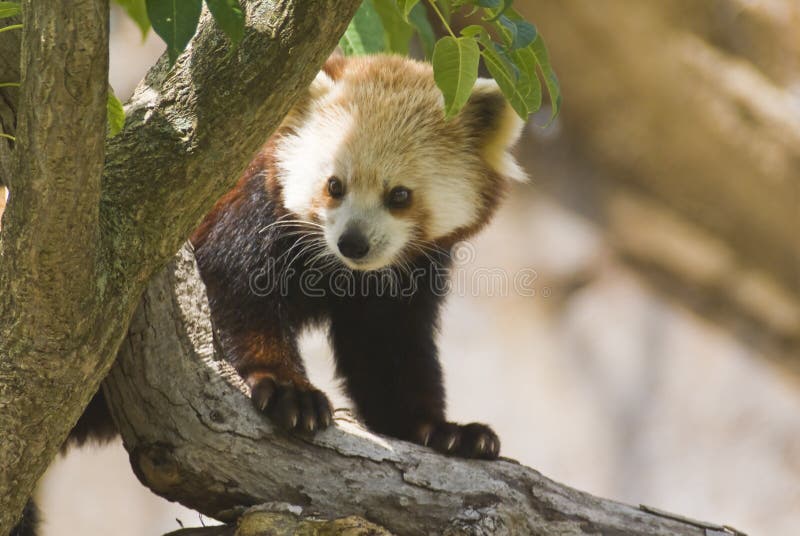 Panda rosso fotografia stock. Immagine di cina, himalaya - 6378818