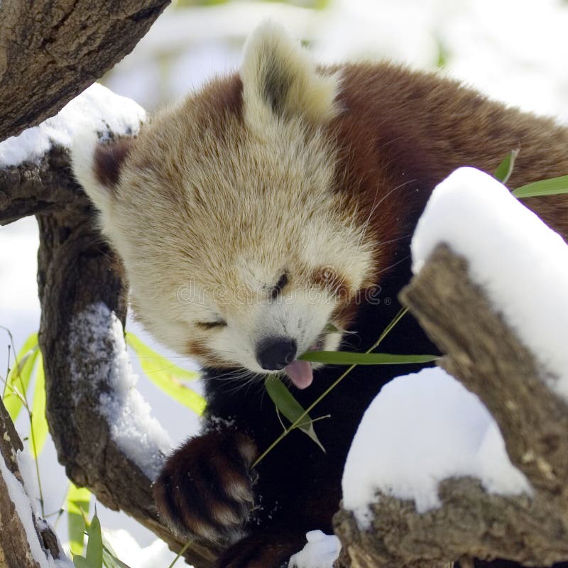 Panda rosso immagine stock. Immagine di orsi, mammifero - 84825