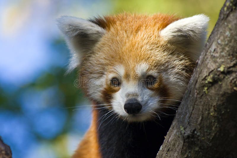 Panda rouge photo stock. Image du museau, mammifère, organisme - 28402314